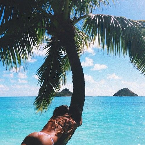 Palm Tree Pic 3873