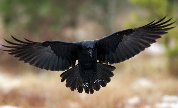 Crow Pic 2383