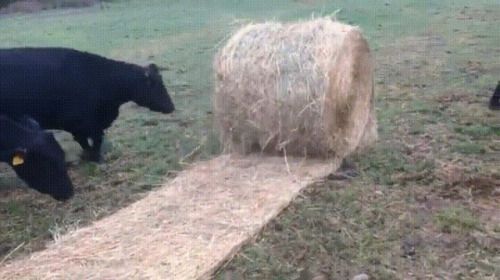Cows Having Fun Playing With A Hay Bale Via R Funny Pic